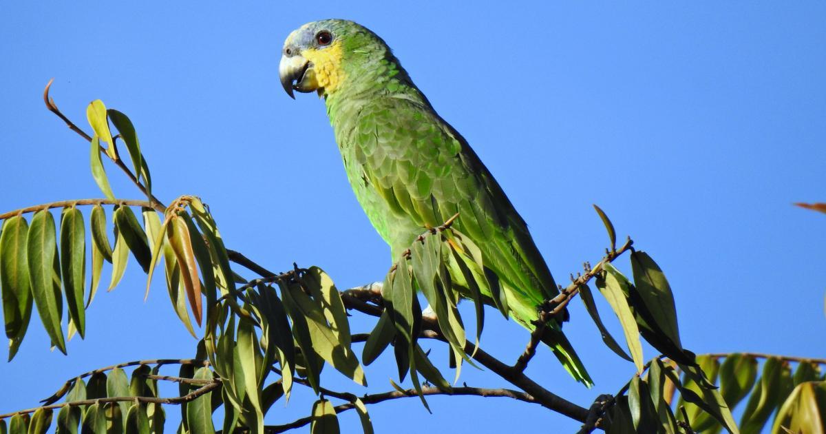 Curica #258217 - Biofaces - Bring Nature Closer