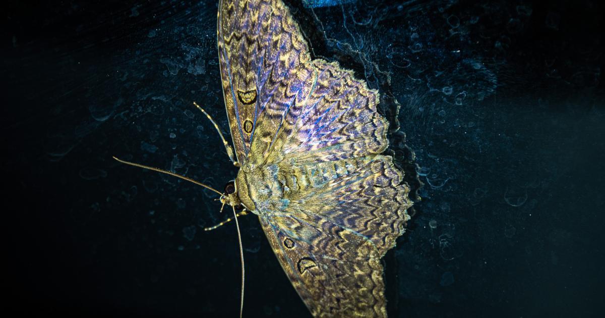 Mariposa #258533 - Biofaces - Bring Nature Closer