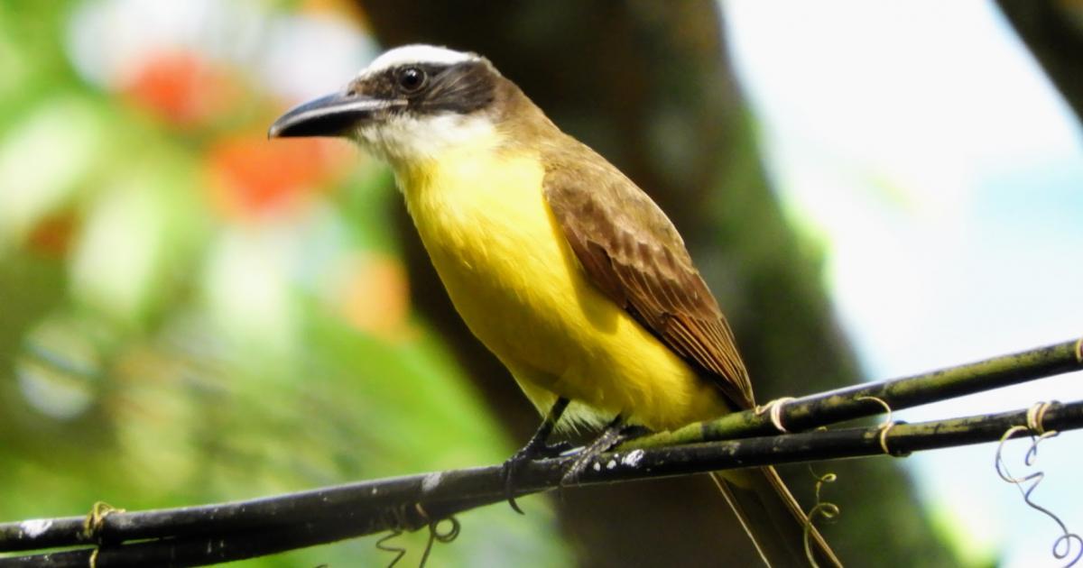 Bem-te-vi #258673 - Biofaces - Bring Nature Closer