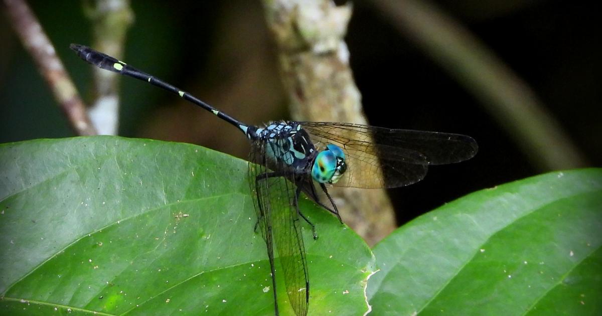 Libélula #258892 - Biofaces - Bring Nature Closer