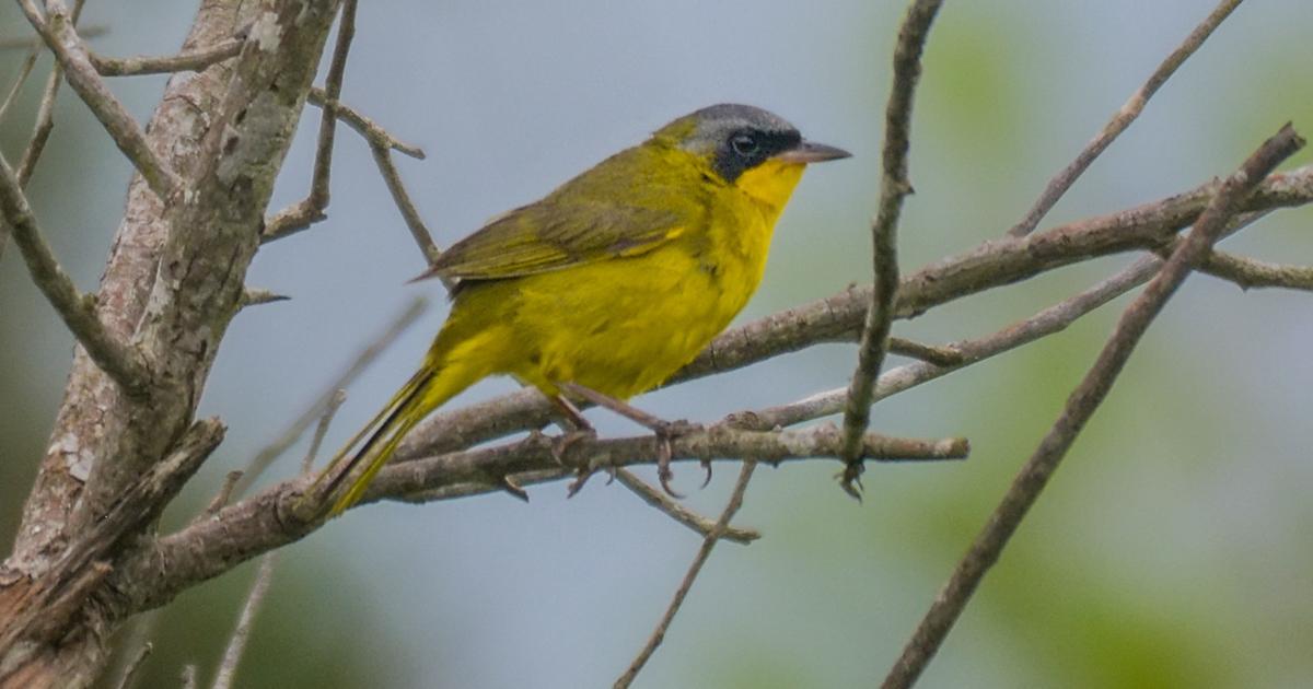 pia-cobra #259029 - Biofaces - Bring Nature Closer