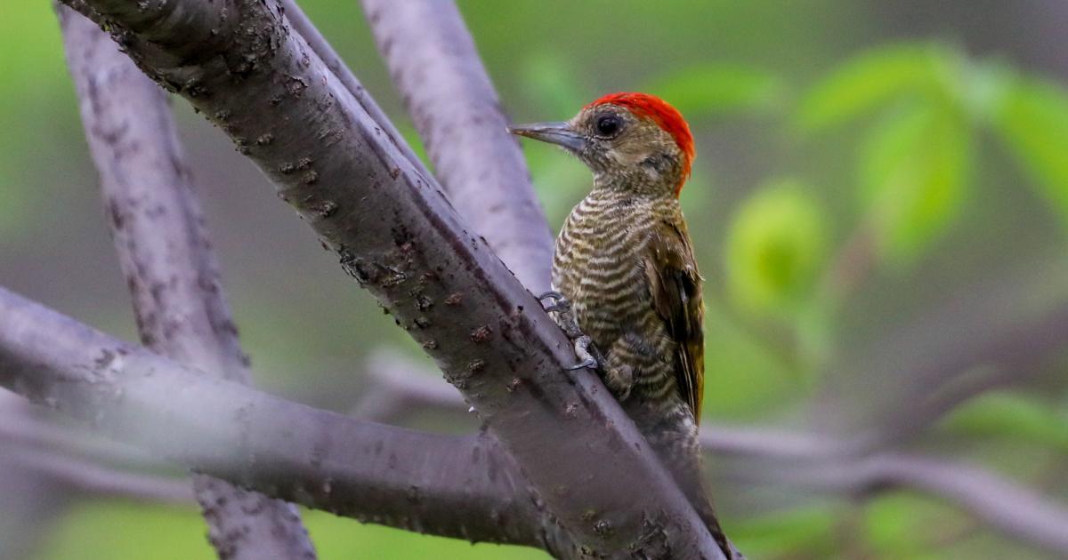 Pica-pau-pequeno #259460 - Biofaces - Bring Nature Closer