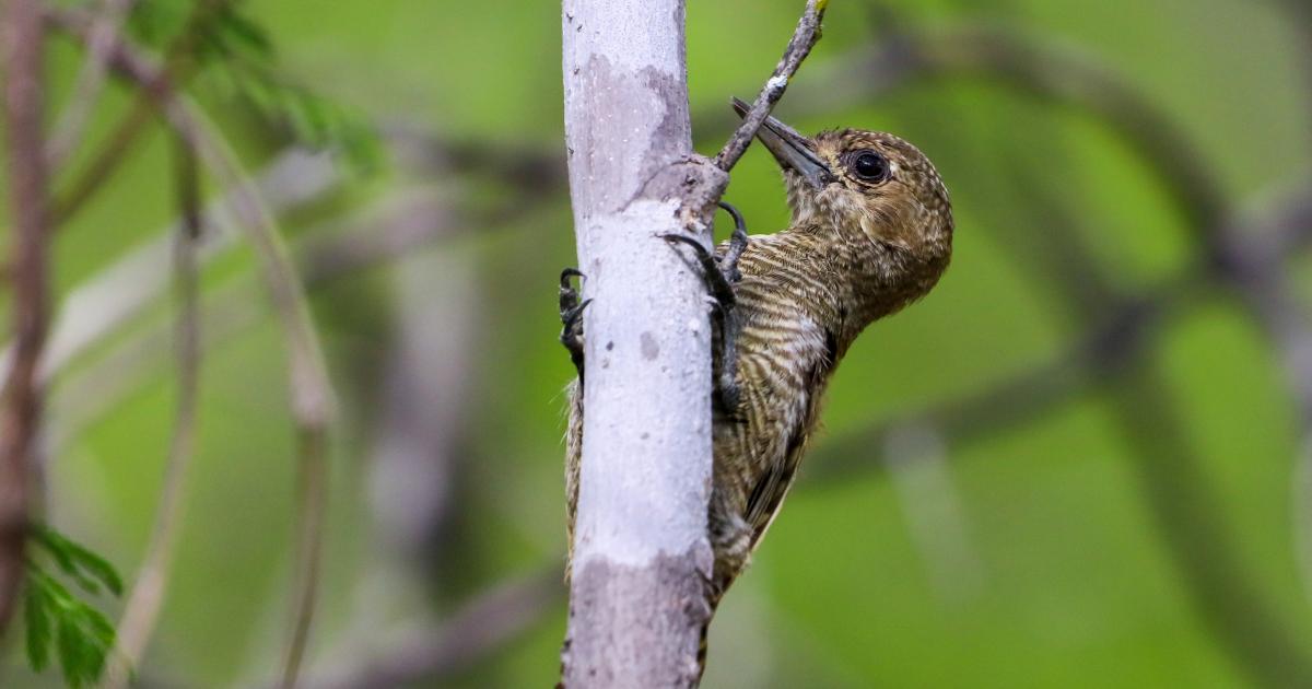 Pica-pau-pequeno #259461 - Biofaces - Bring Nature Closer