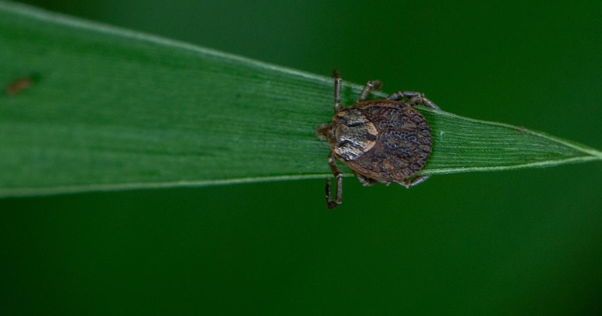 Carrapato-Estrela #259469 - Biofaces - Bring Nature Closer