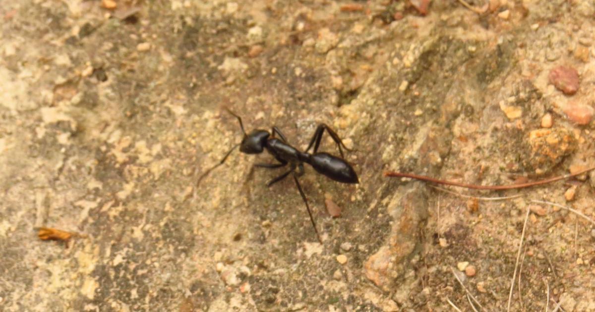 Formiga #259487 - Biofaces - Bring Nature Closer