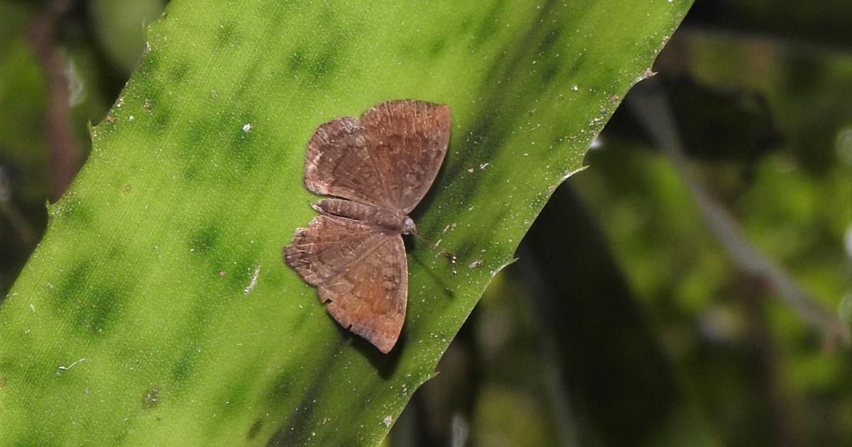 Voltinia #259548 - Biofaces - Bring Nature Closer