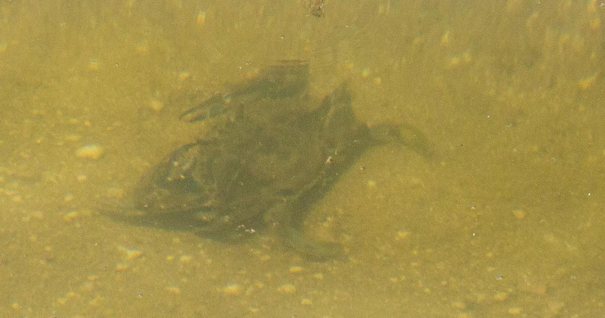 Siri-azul #259674 - Biofaces - Bring Nature Closer