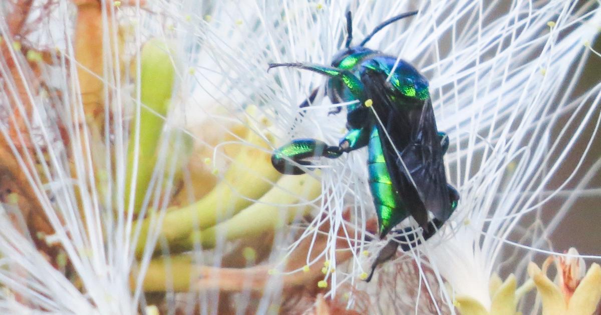 abelha-sem-ferrão #260057 - Biofaces - Bring Nature Closer