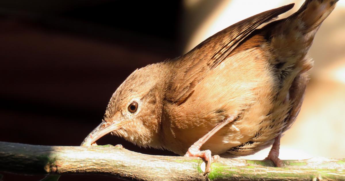 Corruíra/Southern #260156 - Biofaces - Bring Nature Closer