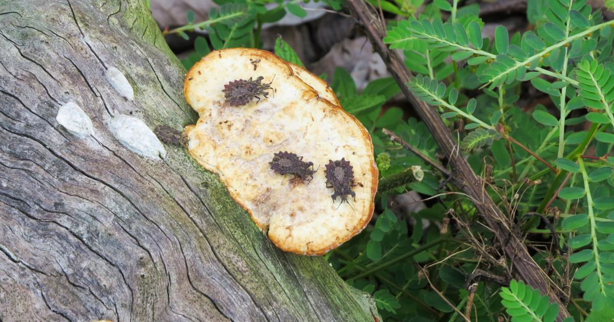 percevejo-achatado #260311 - Biofaces - Bring Nature Closer