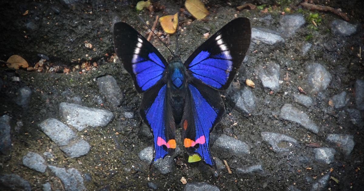 Rhetus #260852 - Biofaces - Bring Nature Closer