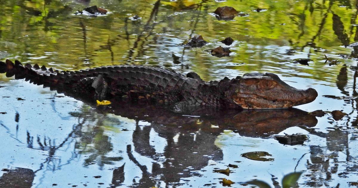 Jacaré-anão #261321 - Biofaces - Bring Nature Closer