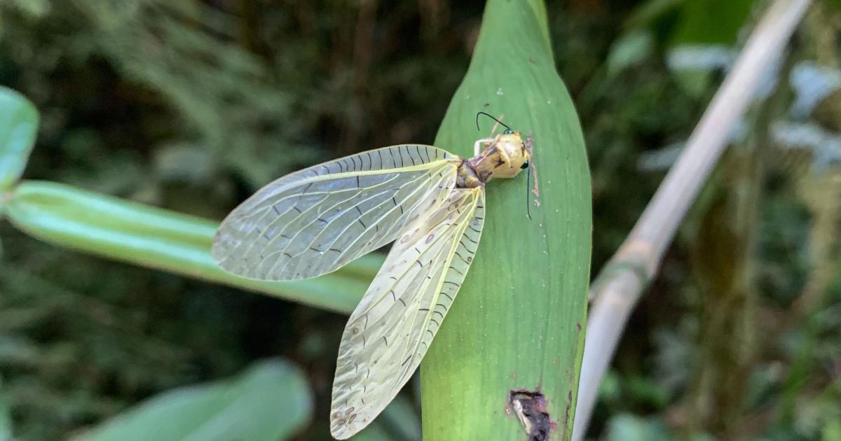 Formiga-leão #261339 - Biofaces - Bring Nature Closer