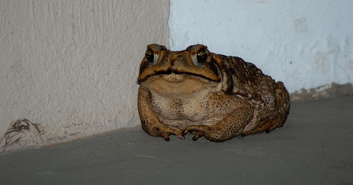 Sapo-cururu #261749 - Biofaces - Bring Nature Closer