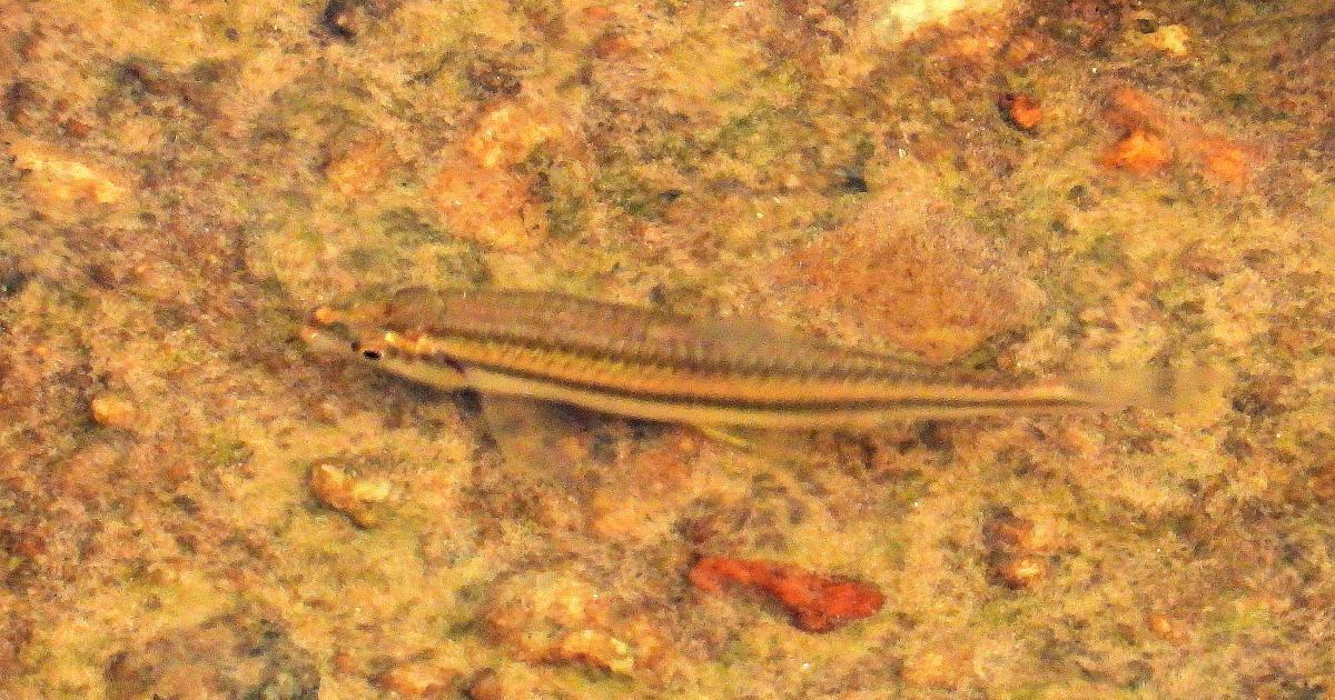 Peixe-canivete #261921 - Biofaces - Bring Nature Closer