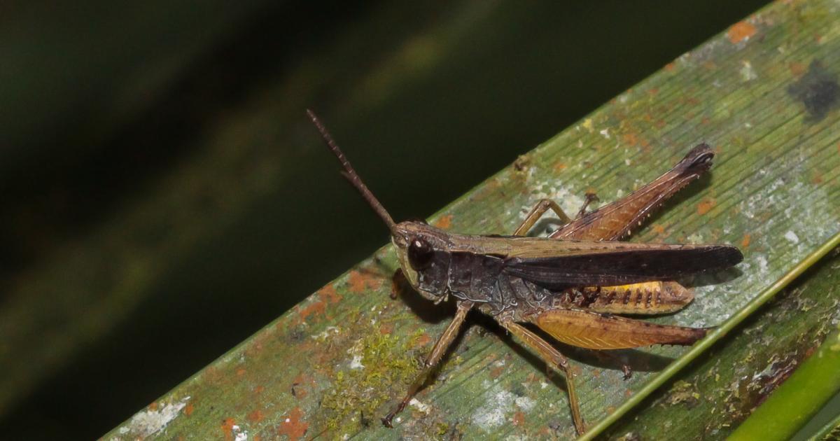 Gafanhoto-de-antena-curta #262014 - Biofaces - Bring Nature Closer