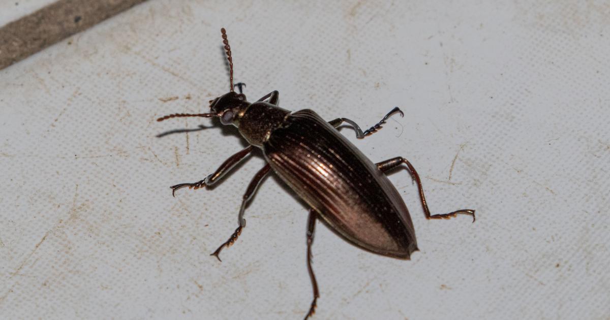 Tenébrio #262131 - Biofaces - Bring Nature Closer