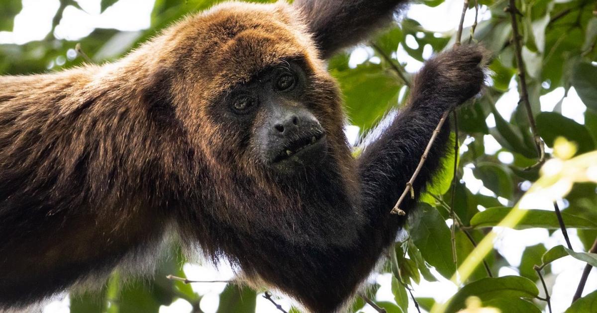 Bugio-ruivo #262233 - Biofaces - Bring Nature Closer