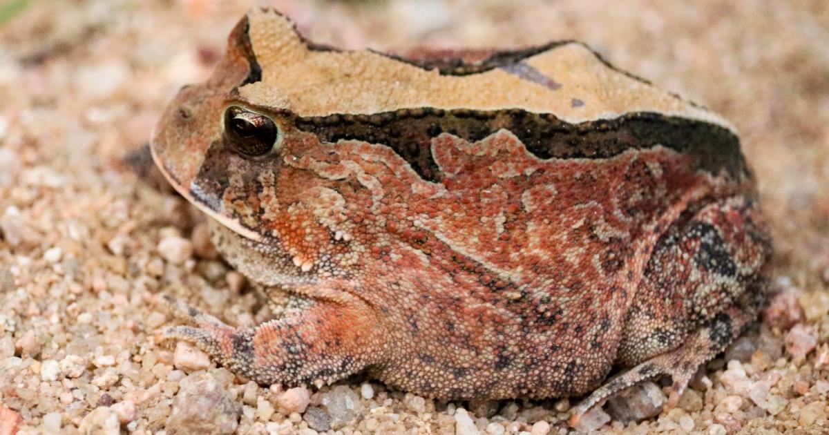 Sapinho-da-caatinga #262306 - Biofaces - Bring Nature Closer