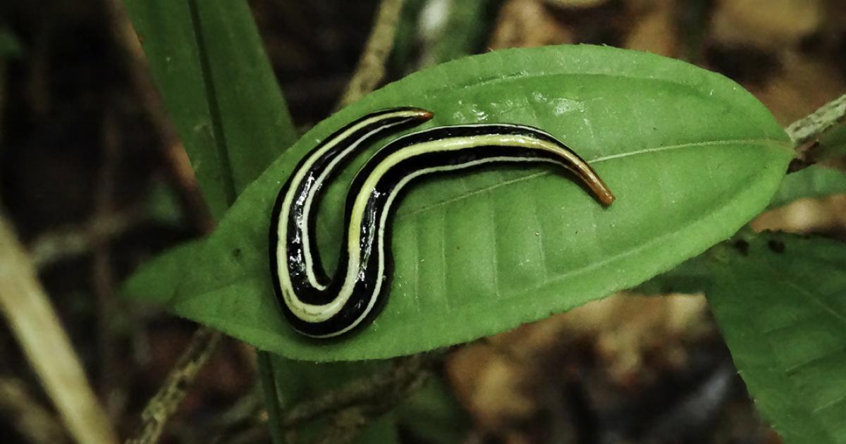 Planária #262313 - Biofaces - Bring Nature Closer