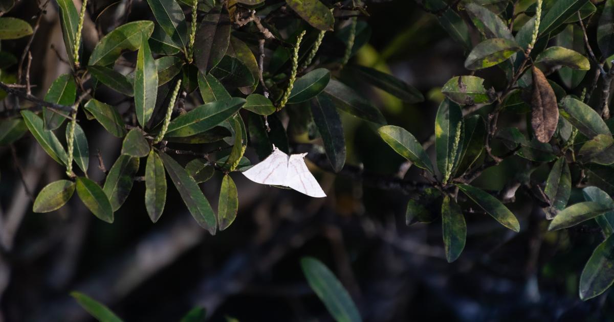 Borboleta #262441 - Biofaces - Bring Nature Closer