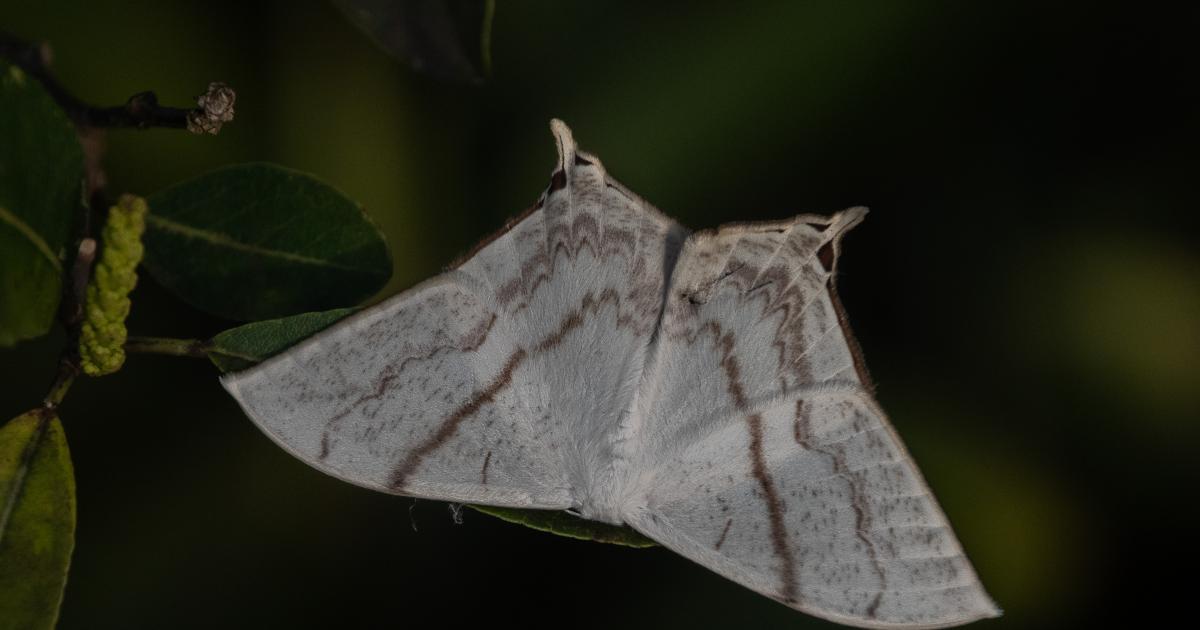 Borboleta #262444 - Biofaces - Bring Nature Closer