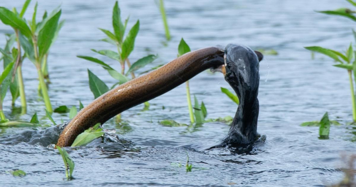 Muçum #262582 - Biofaces - Bring Nature Closer