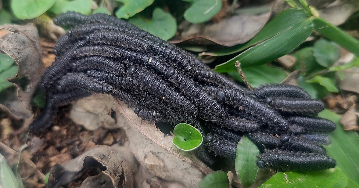 Vespa-mata-porcos #262721 - Biofaces - Bring Nature Closer