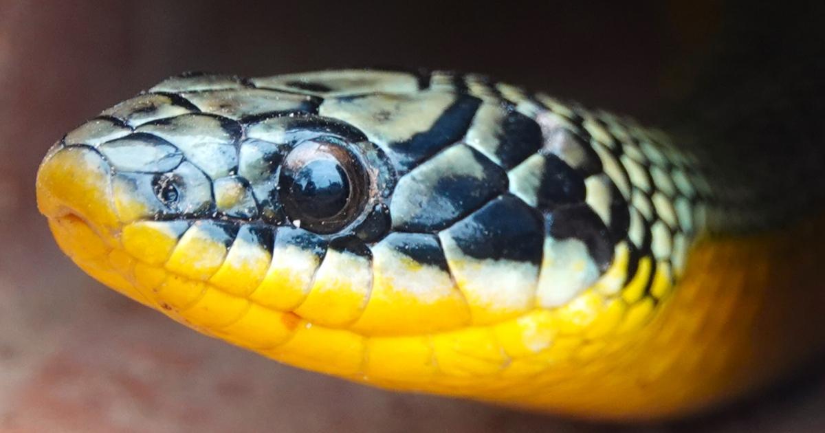 #262840 - Biofaces - Bring Nature Closer