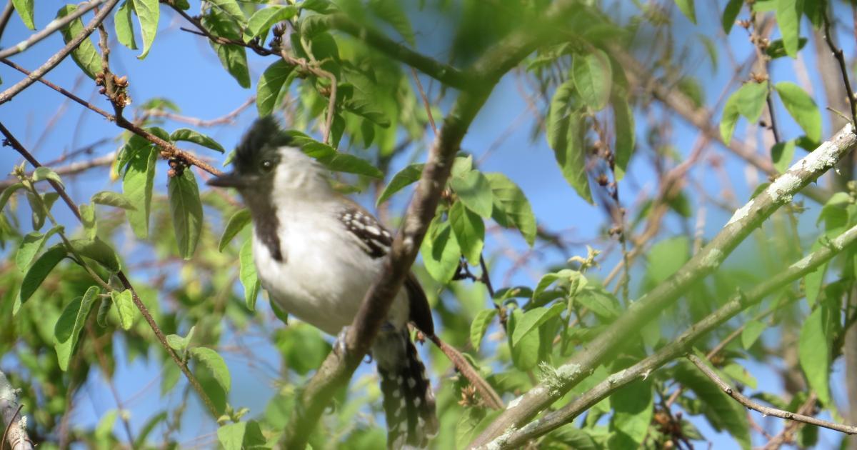 Choca-do-nordeste #262957 - Biofaces - Bring Nature Closer