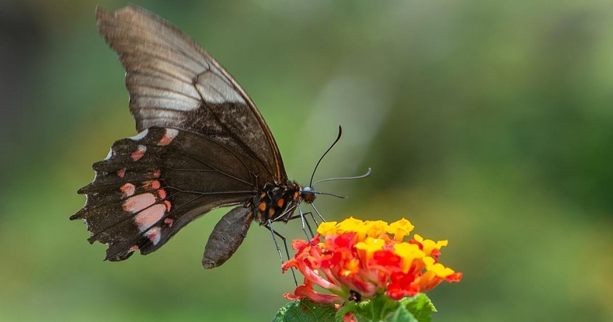 Borboleta-rosa-de-luto #263182 - Biofaces - Bring Nature Closer