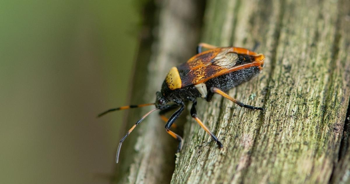 Percevejo-listrado #263187 - Biofaces - Bring Nature Closer