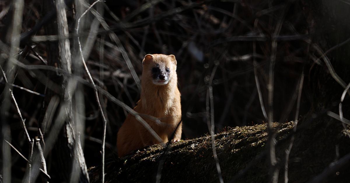 Mustela #263345 - Biofaces - Bring Nature Closer