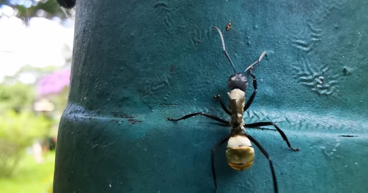 Formiga-dourada #263661 - Biofaces - Bring Nature Closer