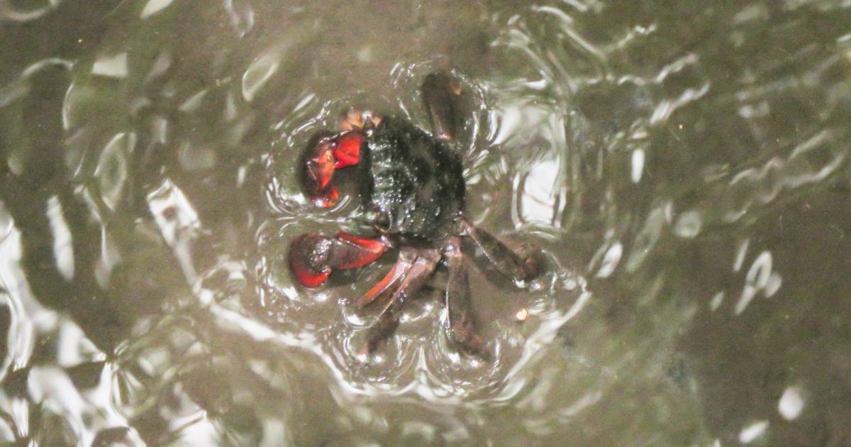 Parasesarma #263903 - Biofaces - Bring Nature Closer