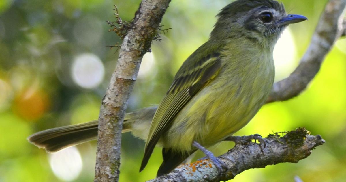 Bico #264020 - Biofaces - Bring Nature Closer