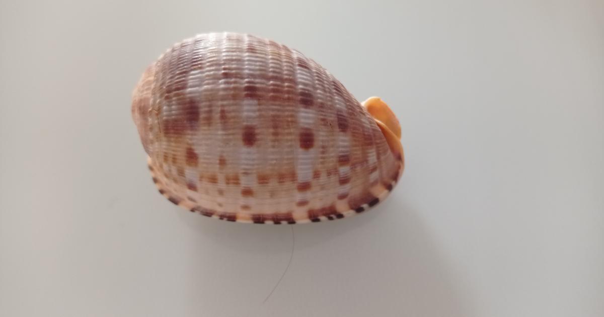 Cypraecassis #264311 - Biofaces - Bring Nature Closer