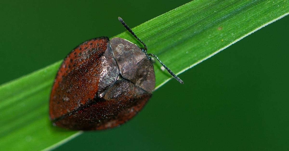 Besouro-tartaruga #264602 - Biofaces - Bring Nature Closer