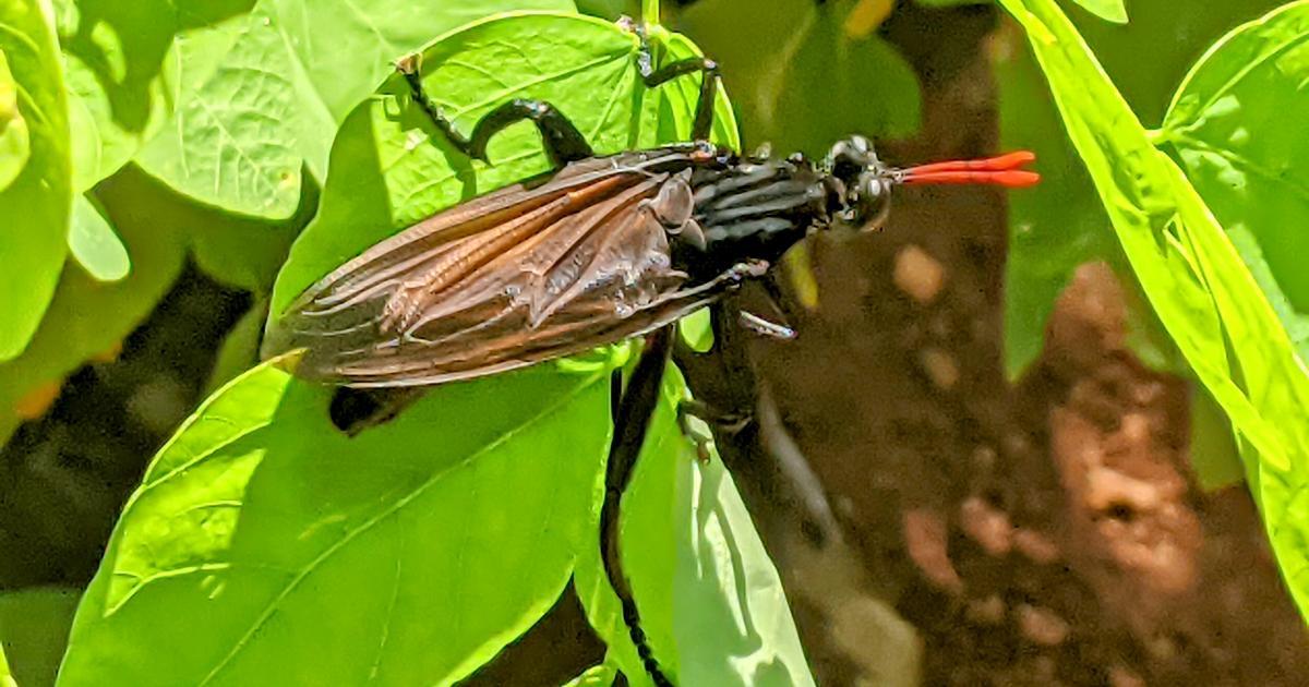 Mosca #264826 - Biofaces - Bring Nature Closer