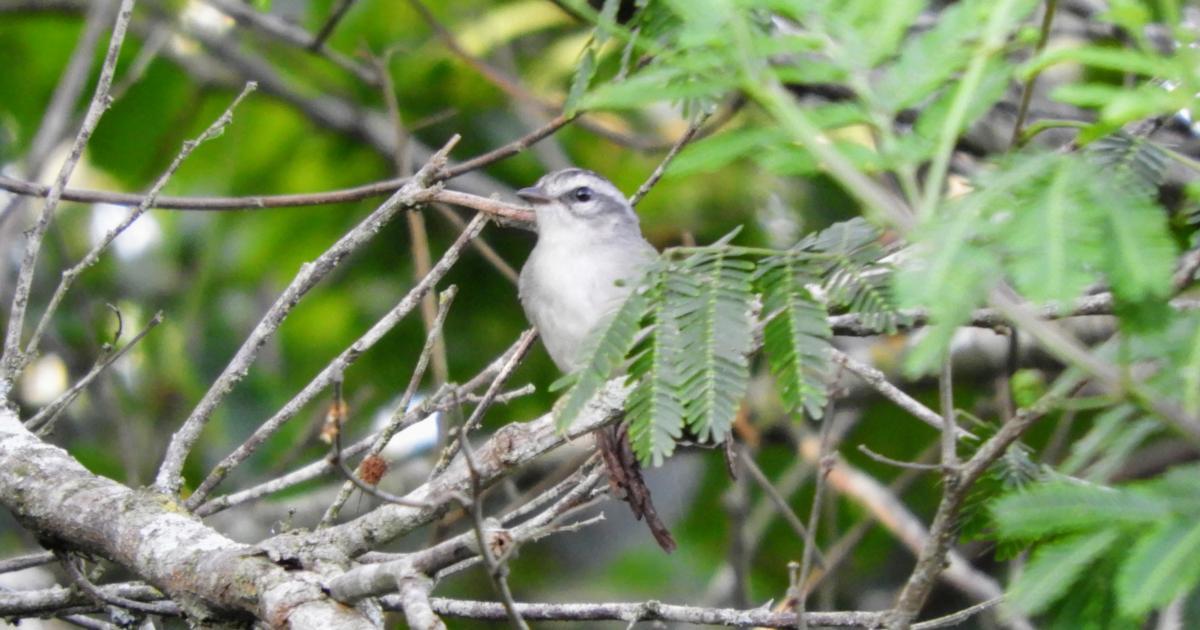 Pula-pula #265193 - Biofaces - Bring Nature Closer