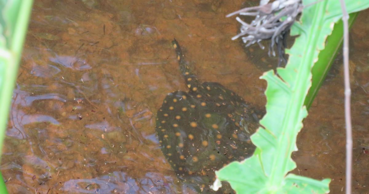 Arraia #265251 - Biofaces - Bring Nature Closer