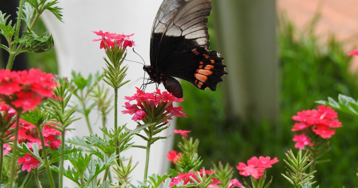 Borboleta-rosa-de-luto #265439 - Biofaces - Bring Nature Closer