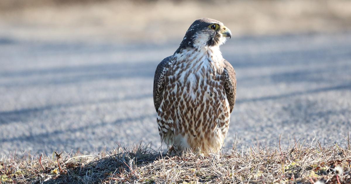 Falco #265466 - Biofaces - Bring Nature Closer