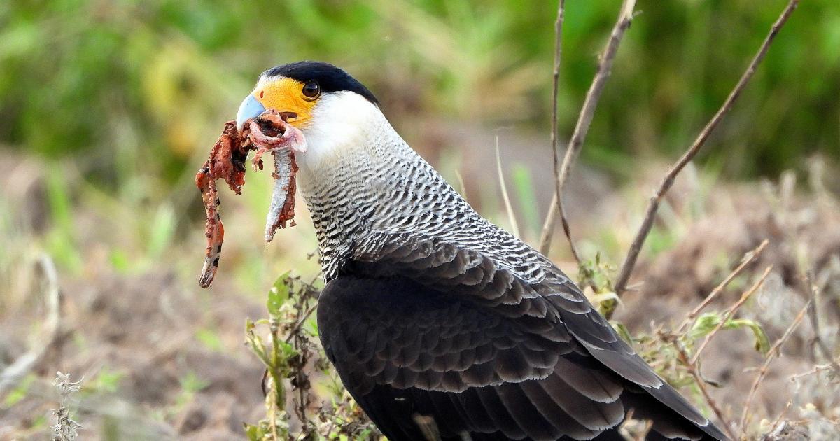 Carcará #265540 - Biofaces - Bring Nature Closer