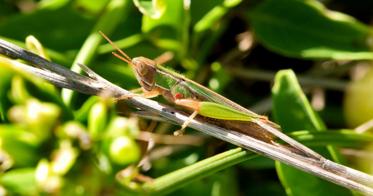 Aleuas #265662 - Biofaces - Bring Nature Closer