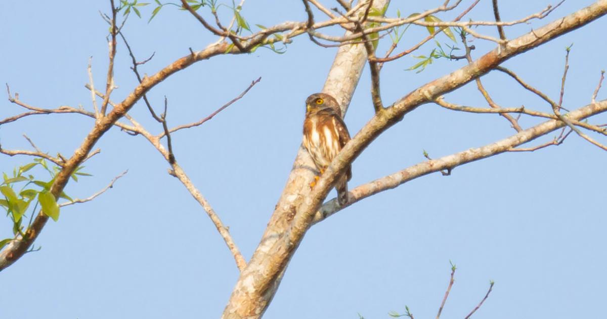 Caburé #265852 - Biofaces - Bring Nature Closer