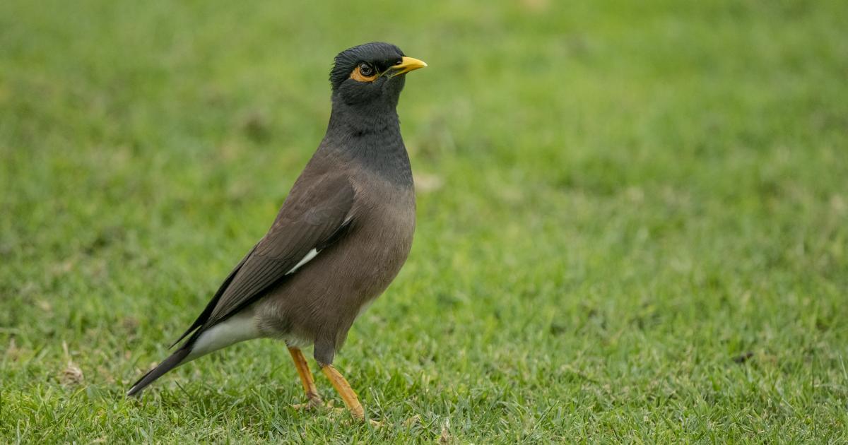 Mainato #266073 - Biofaces - Bring Nature Closer