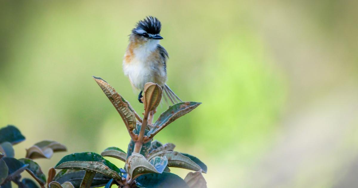 Papa-moscas-do-campo #266093 - Biofaces - Bring Nature Closer