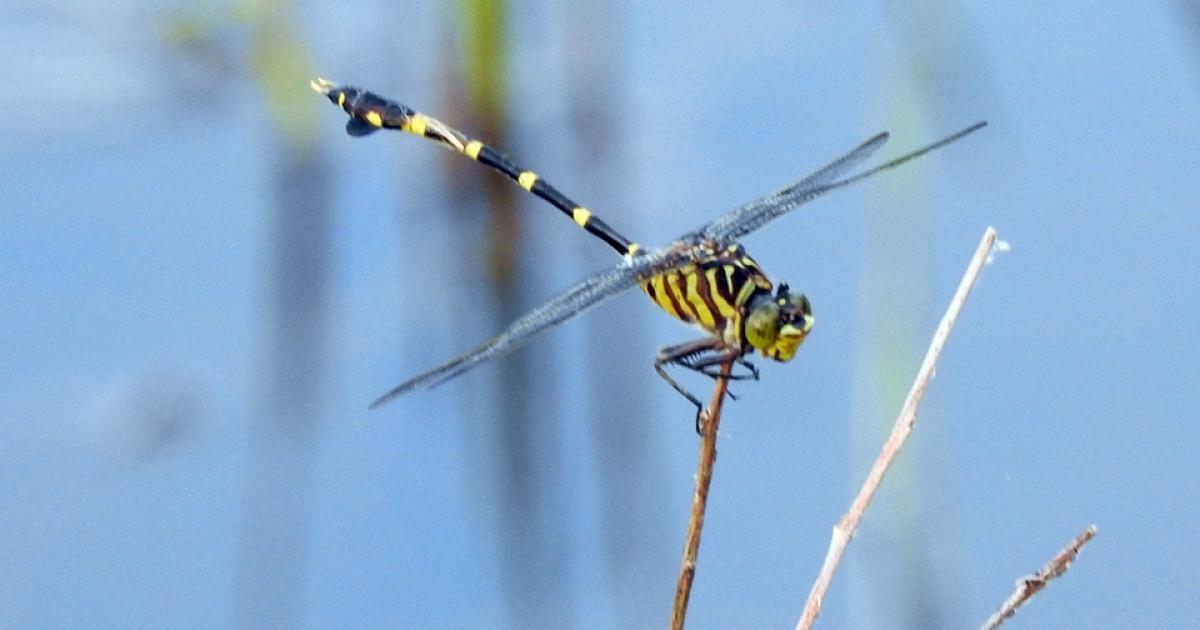 Cacoides #266275 - Biofaces - Bring Nature Closer