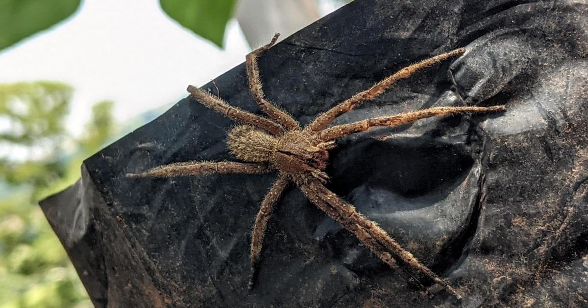 Phoneutria #266533 - Biofaces - Bring Nature Closer